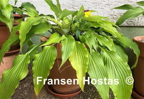 Hosta Frisian Pride - Fransen Hostas